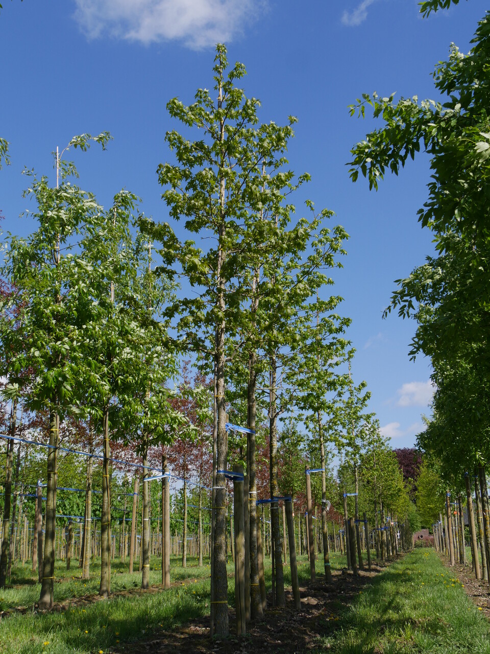 Liquidambar styraciflua | Amberboom - Van den Berk Boomkwekerijen